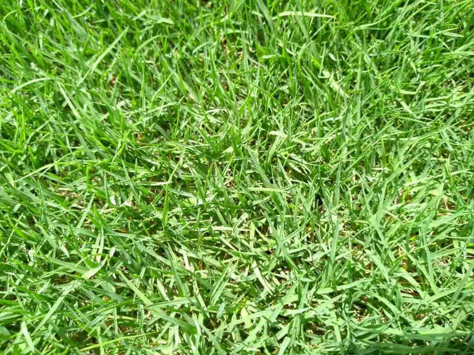 Grama Bermudas Tifway 419 - Itograss